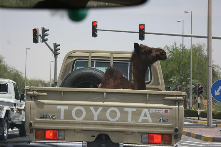 Arabs driving badly: 12 Middle Eastern road habits decoded for foreign ...