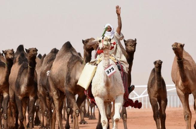 Ready, Steady, Go: Registration Now For KSA Camel Festival Between 11 ...