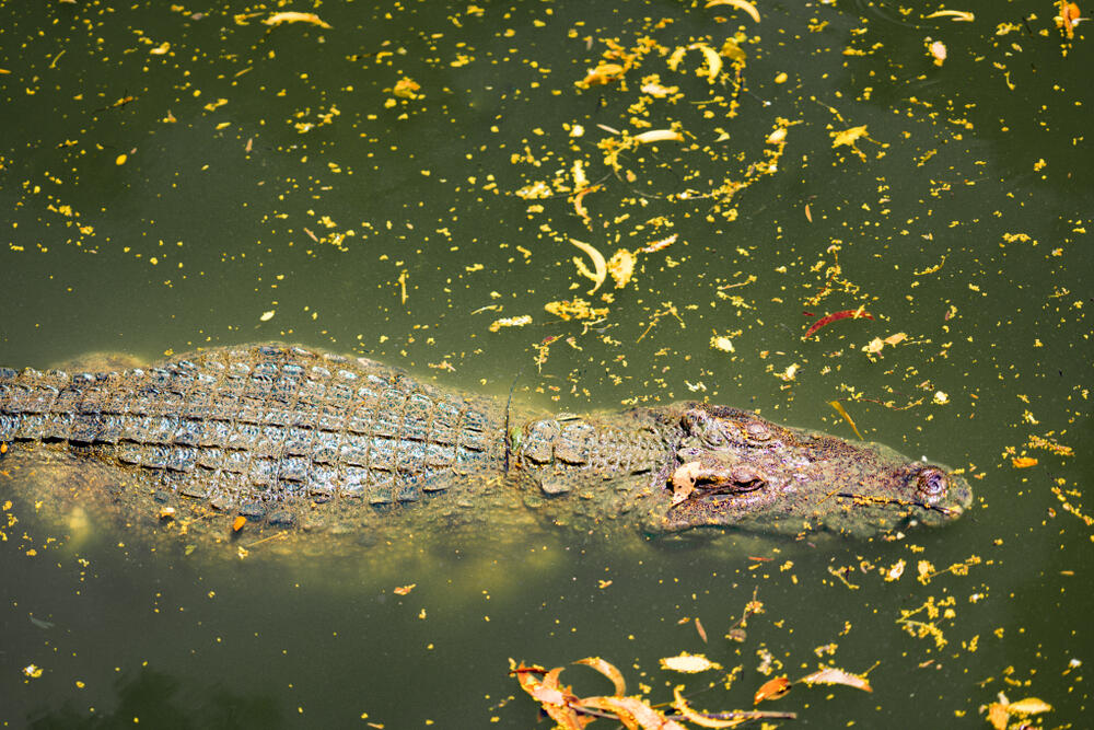 American Man Hunts Massive 1,000-Pound Alligator, Breaks State Record ...