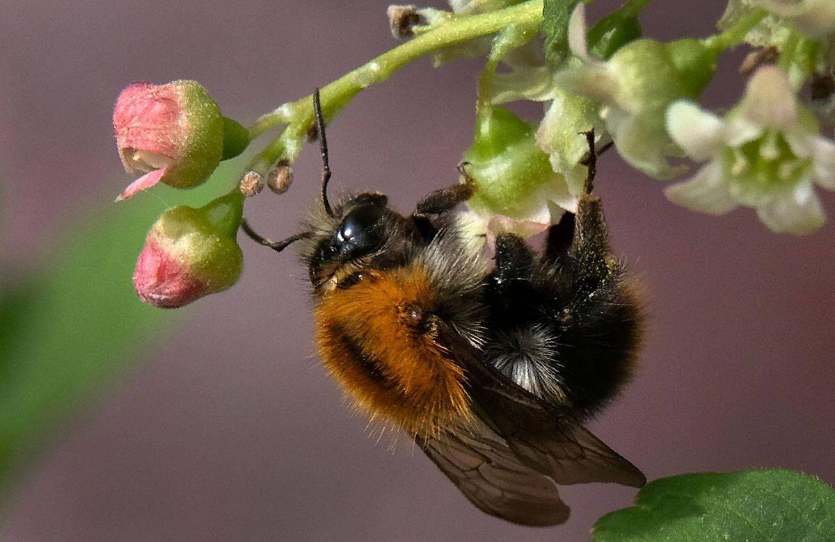 Dubai Becoming Hub for Honey Bees With 100,000 Stingers Already | Al Bawaba