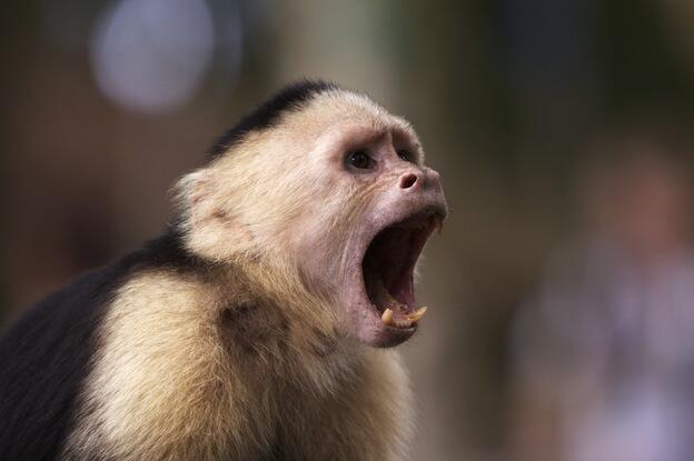 Kuwaiti monkey addicted to drugs removed from owner | Al Bawaba