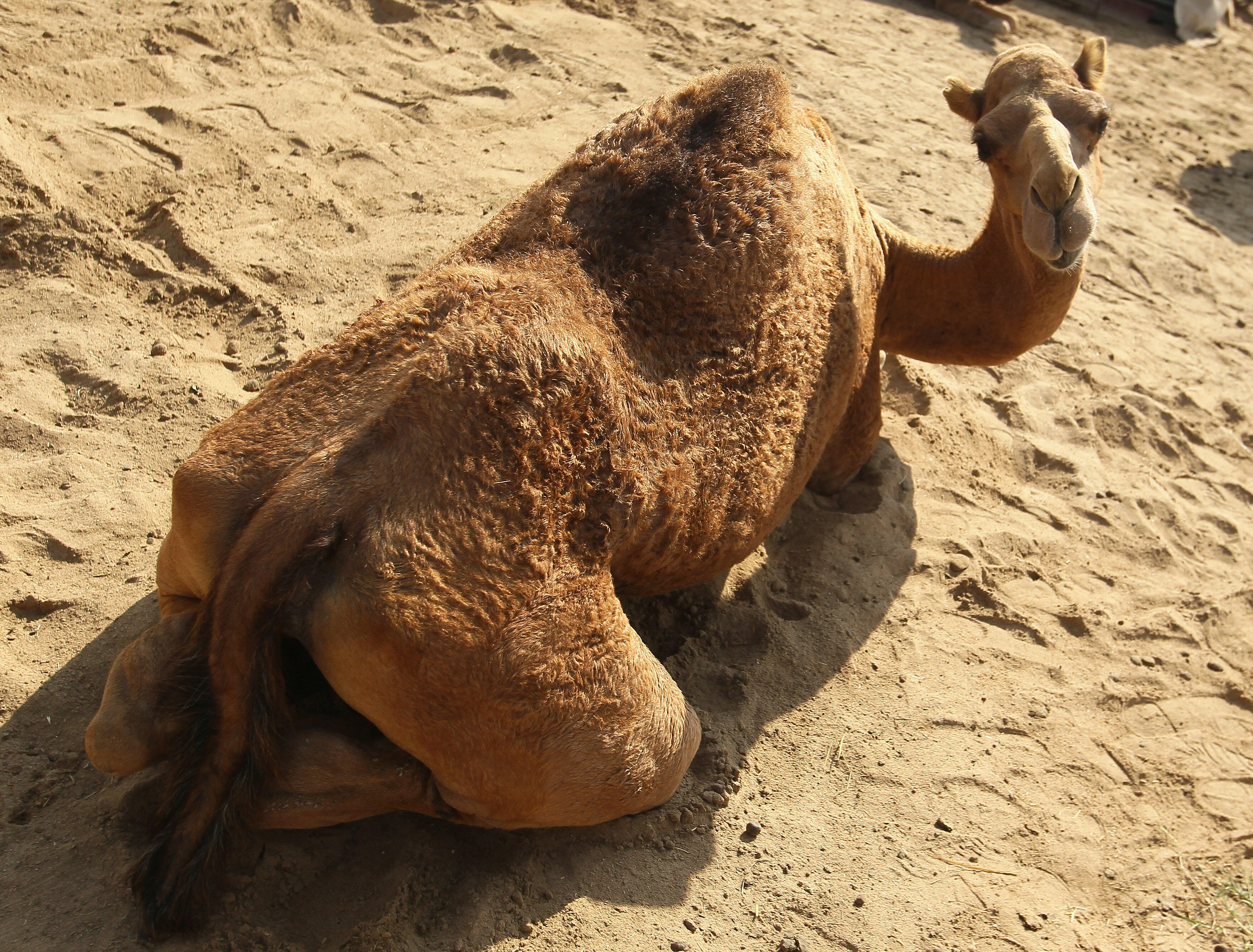 Camel Milk Ice Cream! - Coming to Stores Soon | Al Bawaba