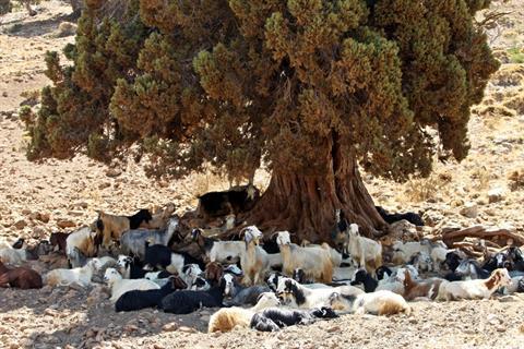 Saving Lebanon's juniper trees | Al Bawaba