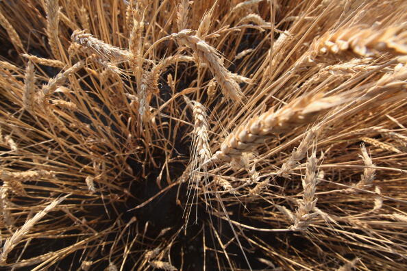 Inedible oil: time to face the realities of food insecurity in the GCC ...