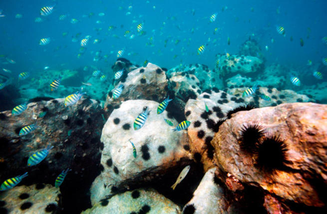 Dive in and invest in personal reefs Dubai-shore | Al Bawaba