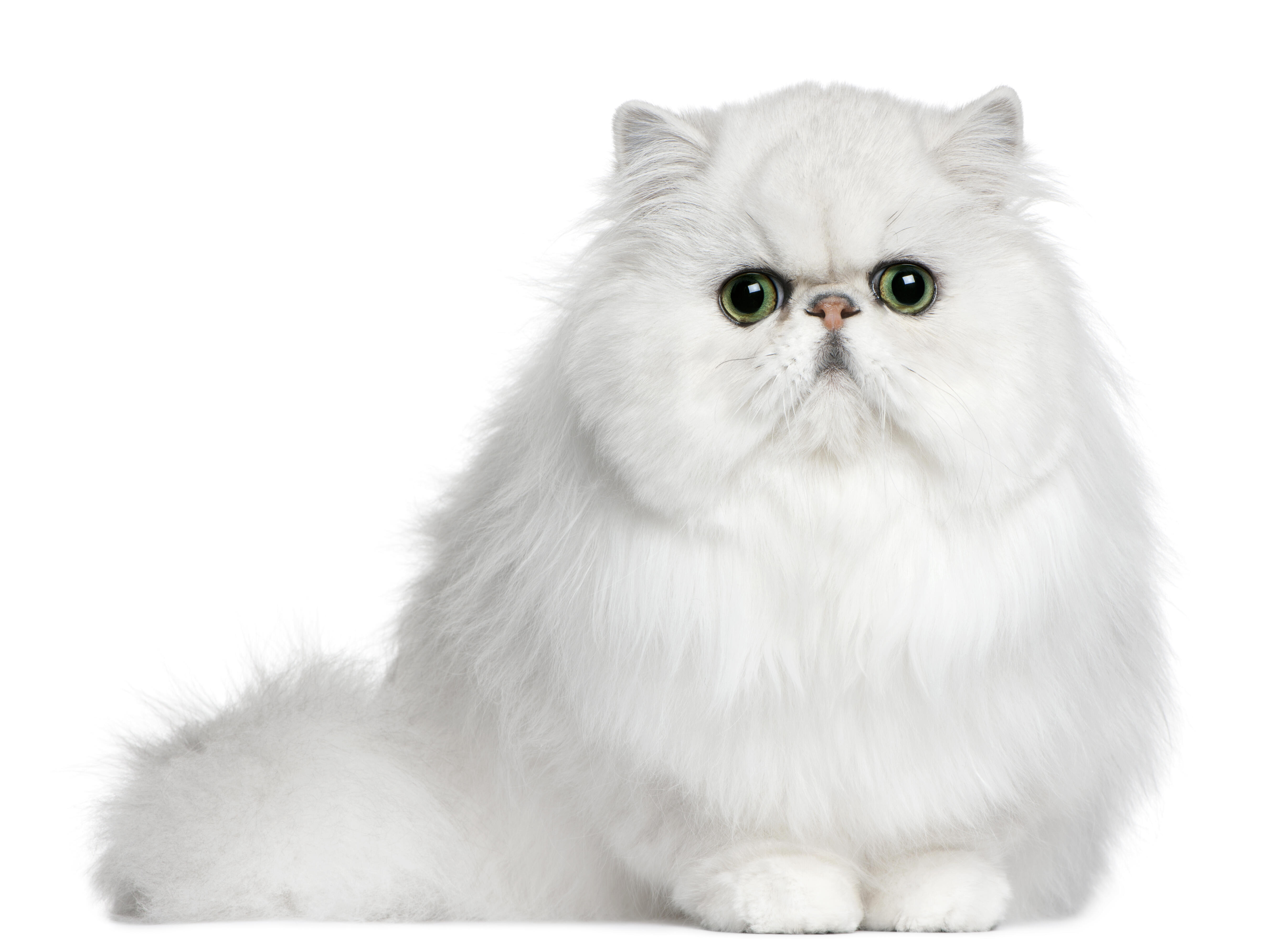 Puss in space boots: Iran to launch Persian cat into orbit? | Al Bawaba