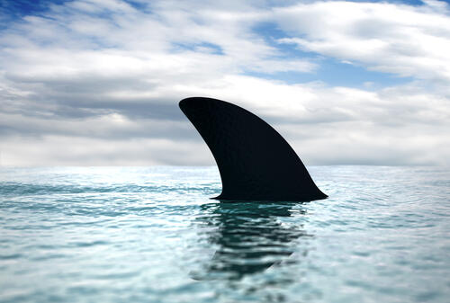 Sharks and Sheikhs: 40 sharks infest Saudi waters | Al Bawaba