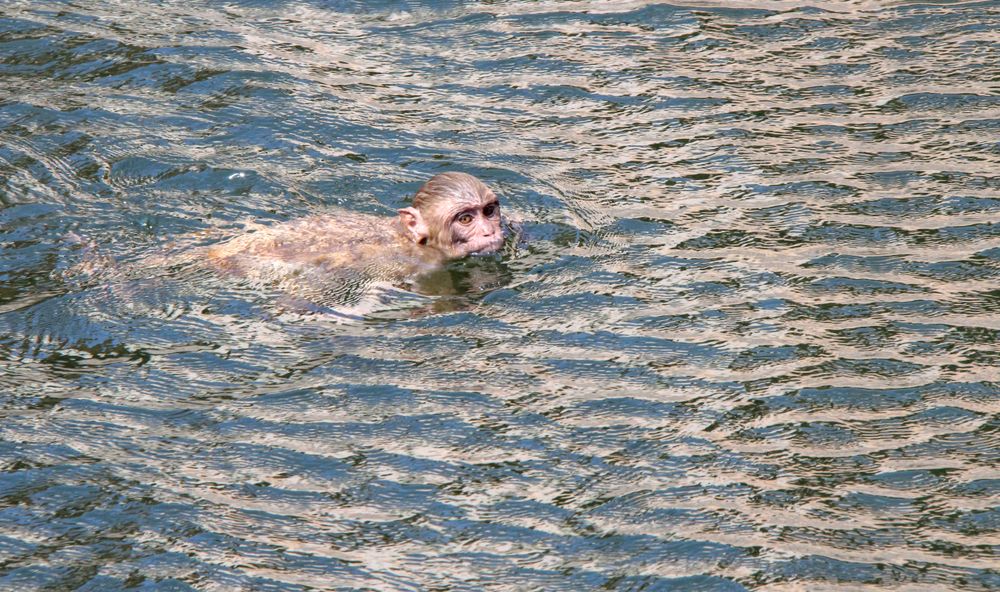 Group Capture Video of Monkey Swimming From Brazil to Bolivia! | Al Bawaba