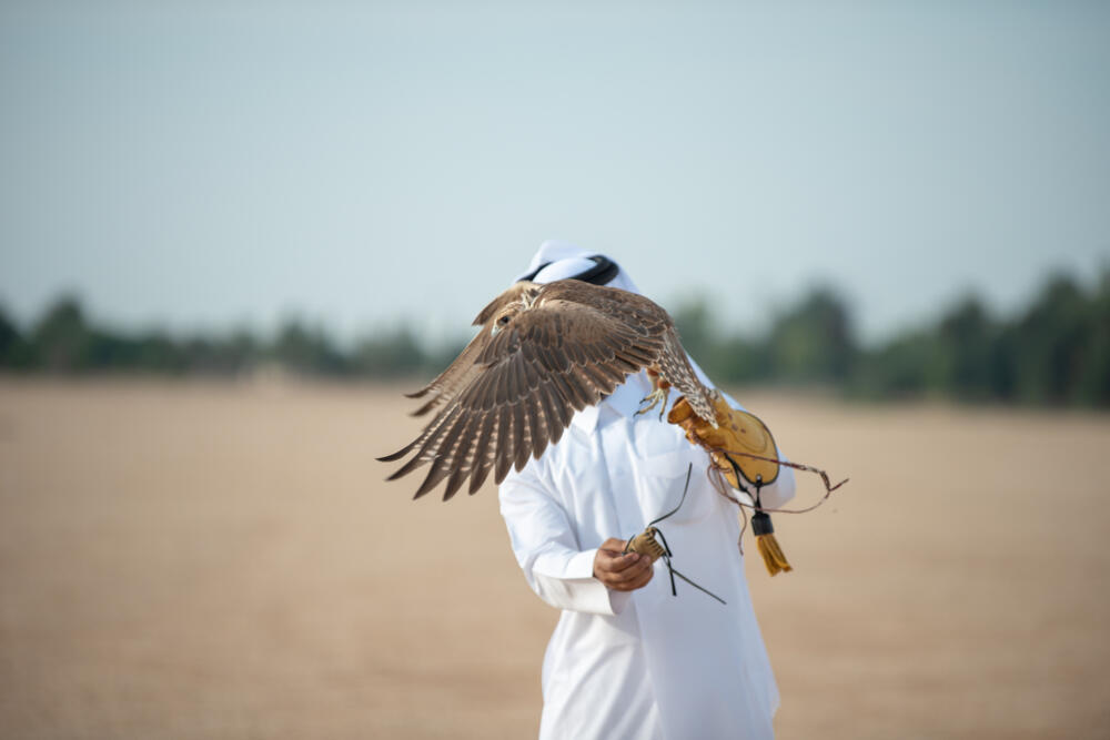 No Falcon Smuggling in Oman. Customs Officers Tell 'Wouldbe' Underhand ...