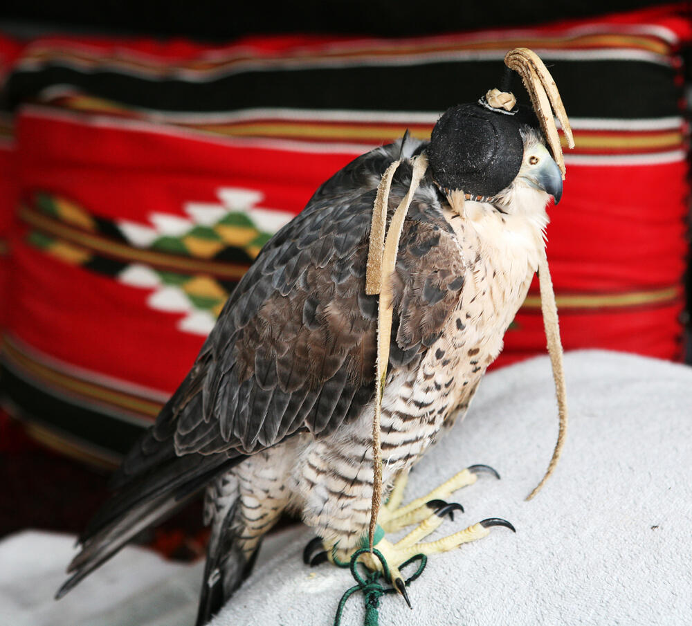 Wealthy Arab Falconers are Endangering One of Pakistan's Rarest Birds ...