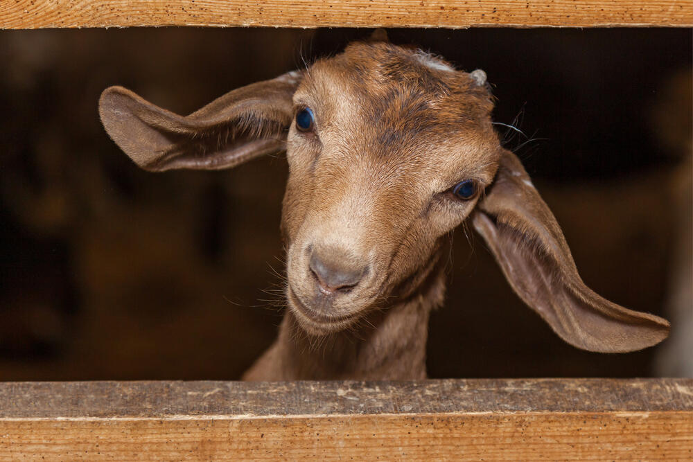 Vermont Elects Nubian Goat Named Lincoln for Mayor, All True, No Joke ...
