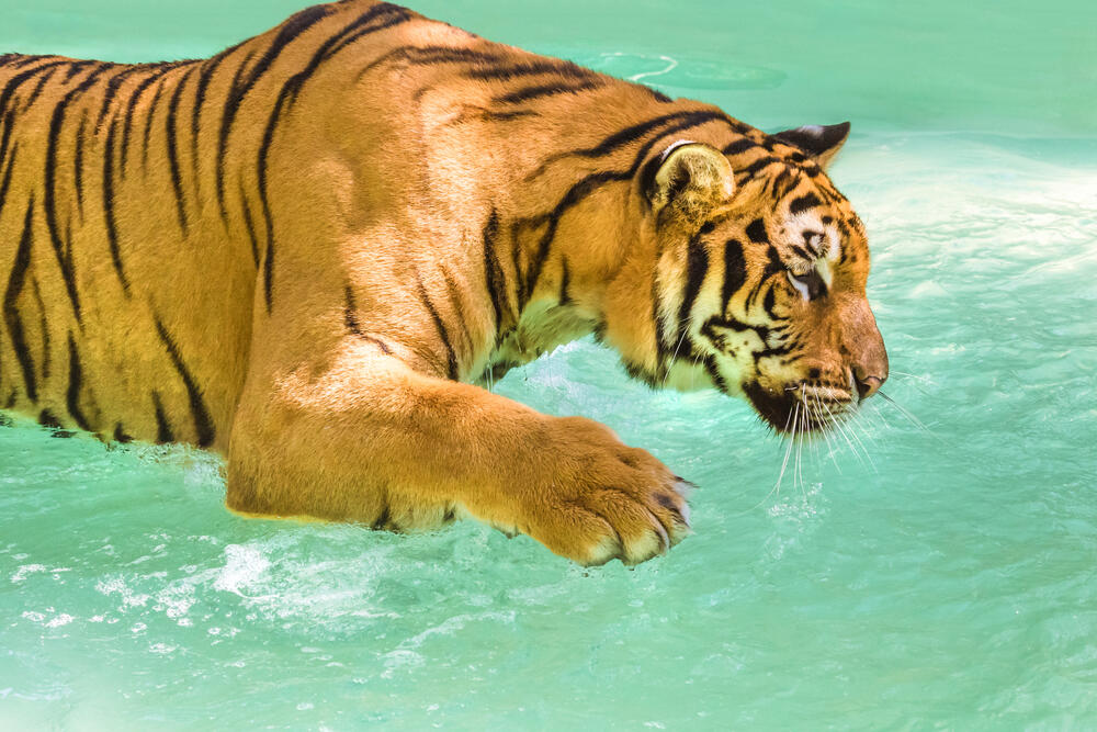 VIDEO: Five tigers spotted swimming on Dubai beach | Al Bawaba