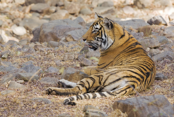 Tiger cubs plucked from the jaws of suffering at Beirut airport | Al Bawaba