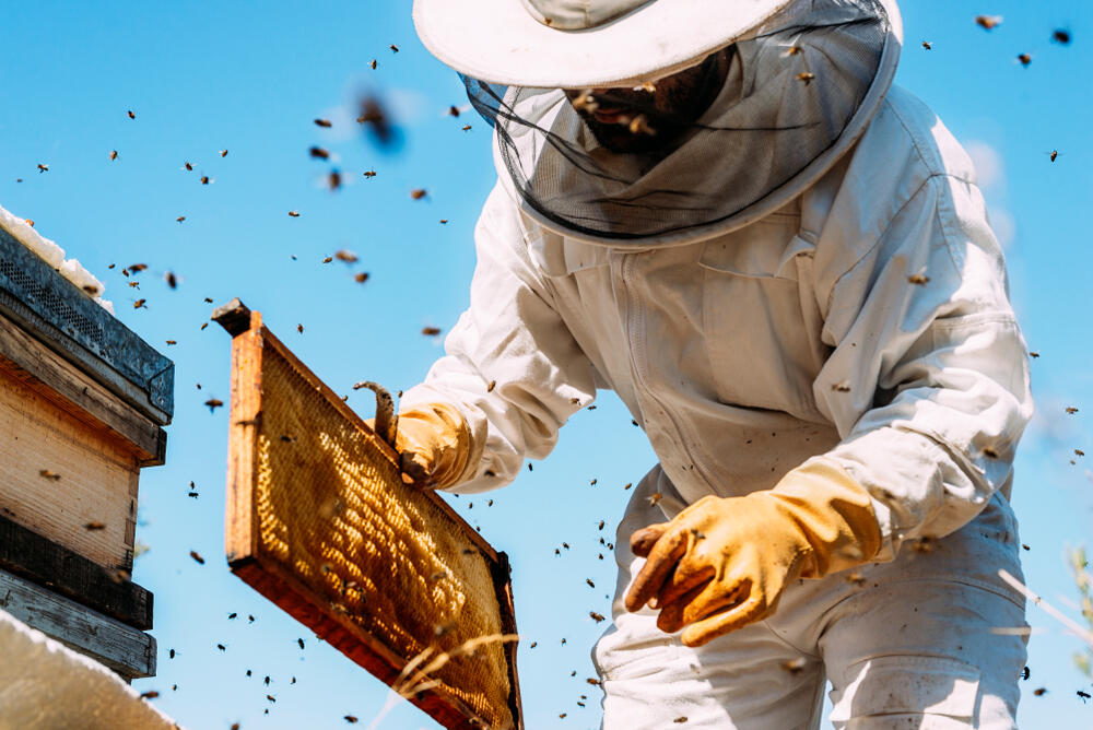 Turkey is the World’s 2nd Largest Beekeeper in The World | Al Bawaba