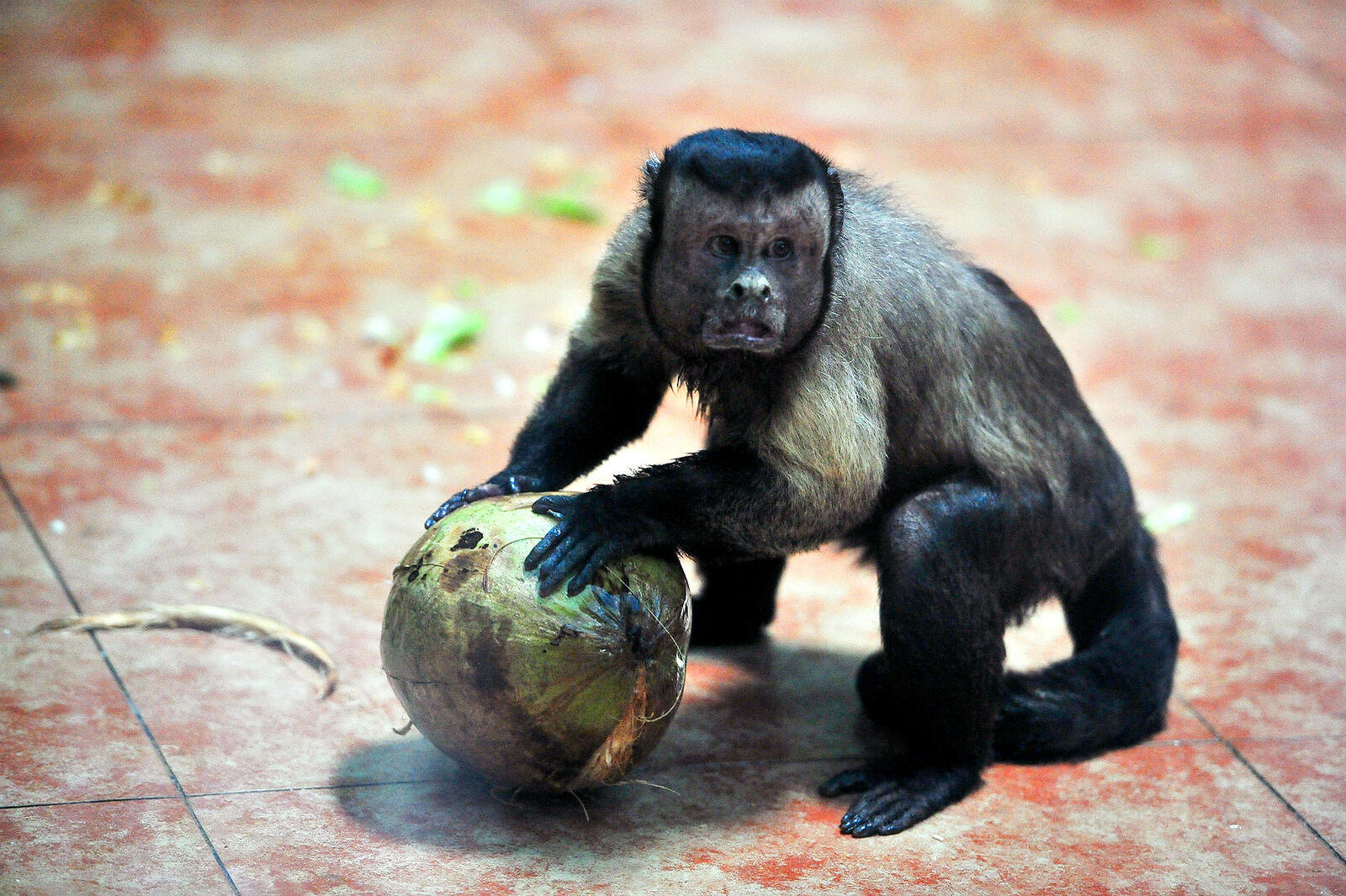 قرد بوجه بشري يبحث عن عروس.. وسلوكه العدواني ينفر الإناث منه | البوابة