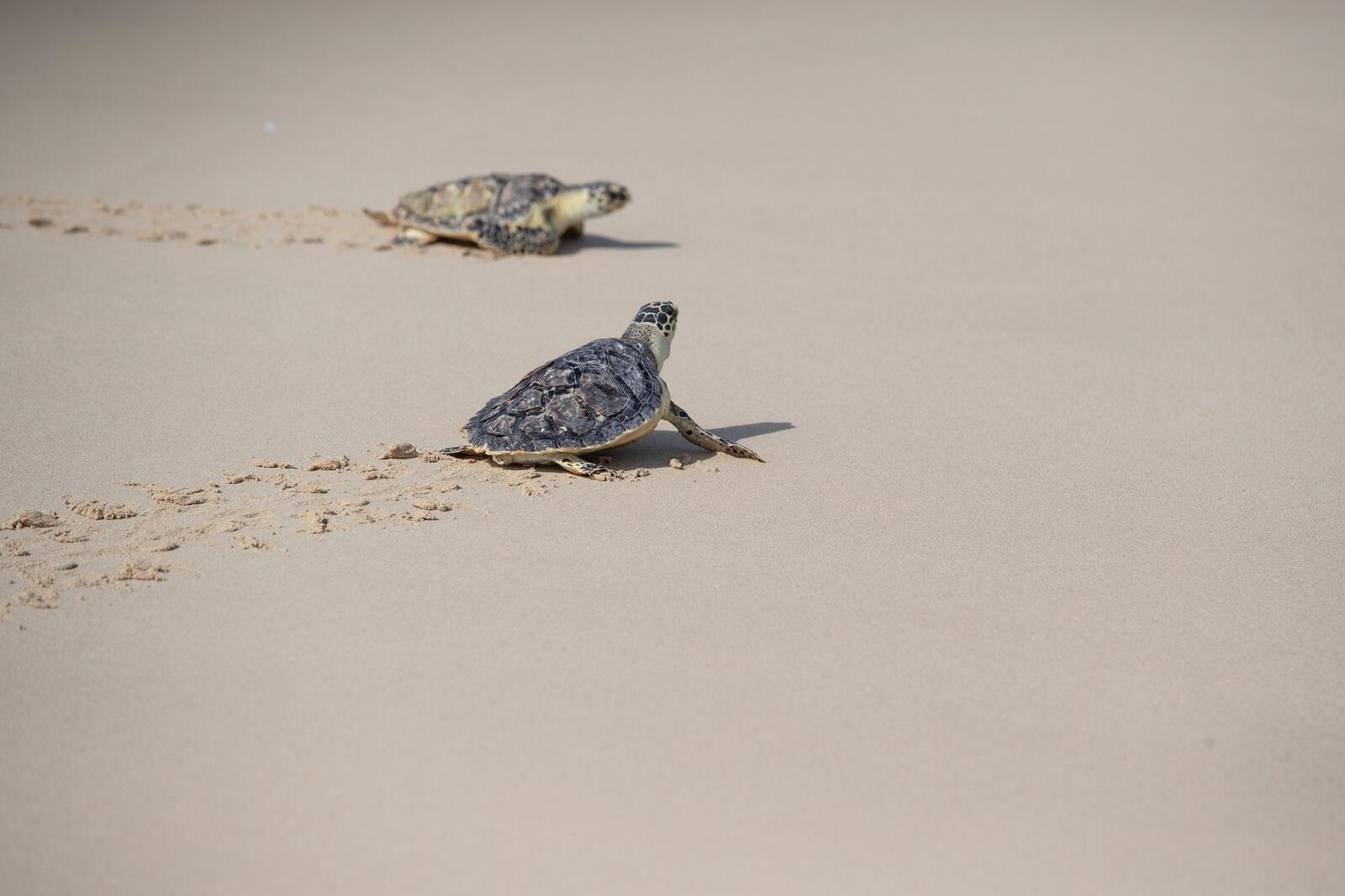 Jumeirah Group Releases 65 Hawksbill Turtles Into the Wild in ...