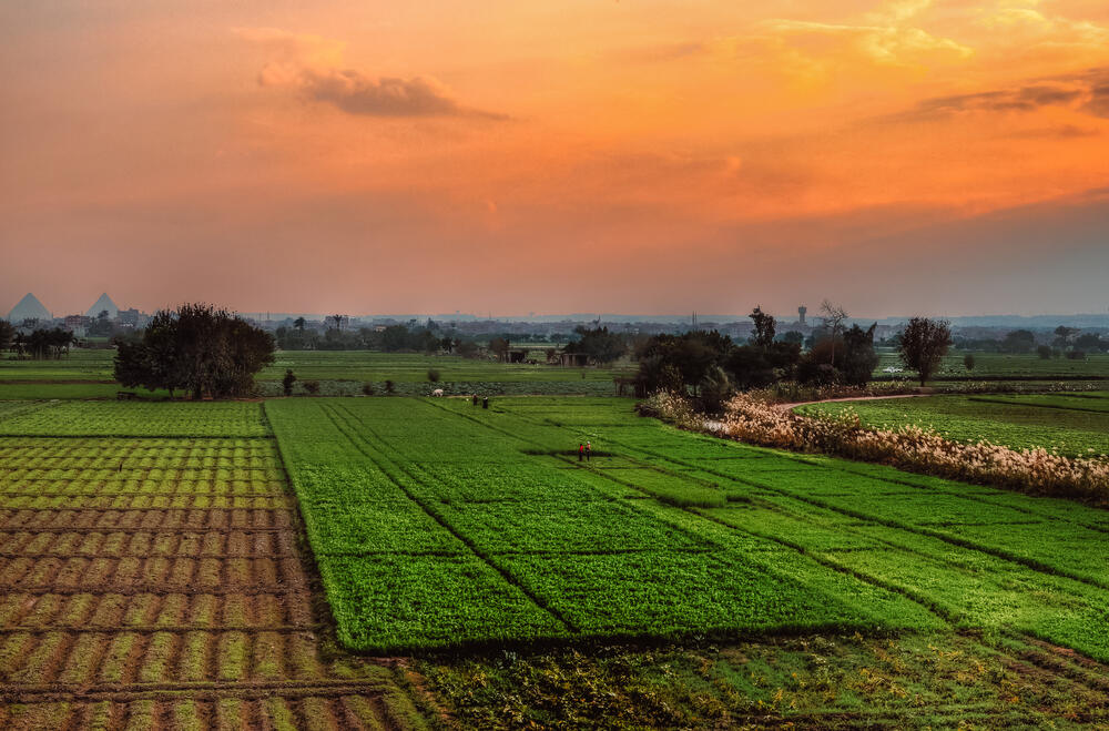 Egypt: Agricultural Exports Exceed 5 Million Tons in 2020 Despite Virus ...