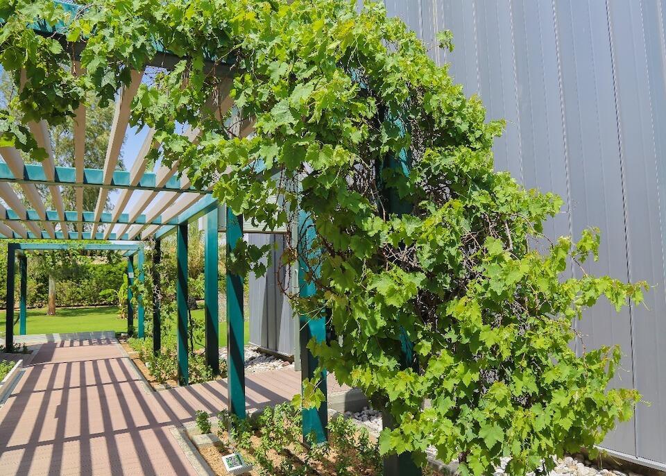 Sharjah Islamic Botanical Garden Includes Plants Mentioned in the Holy ...